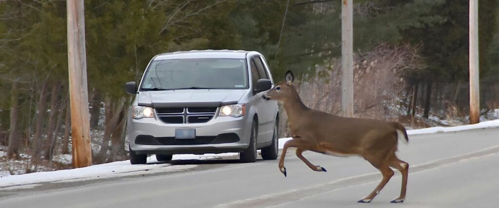 What Happens If You Hit a Deer and Don't Call The Police? | Montlick ...